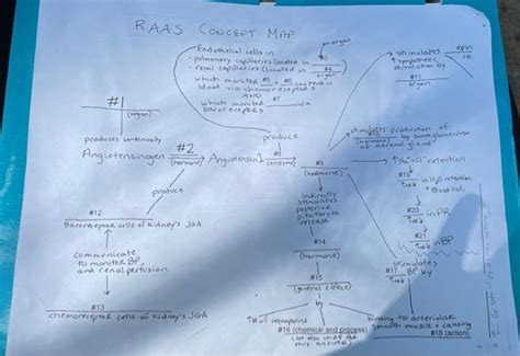 Solved Raas Concept Map Chemoreceptor Cells Of Kddneys Jga