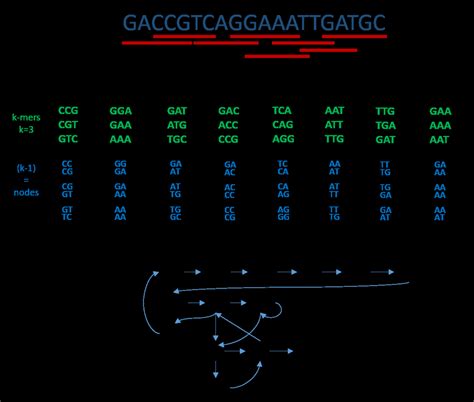 7 Genome Reconstruction From Reads With A De Bruijn Graph The Genome Download Scientific