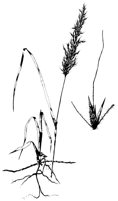 Indiangrass Sorghastrum Nutans