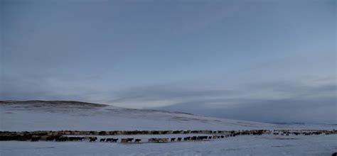 “Малын генетик нөөц” ийн тухай хууль