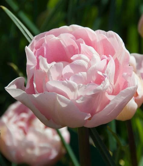 Tulip Dreamer® Is An Outstanding Double Tulip That Resembles A Double