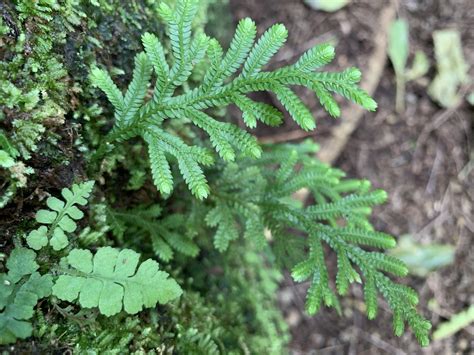 72 Lycophytes Biology Libretexts