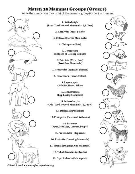 Meiosis Matching Worksheet Answer Key Inspirational 15 Best Of Phases