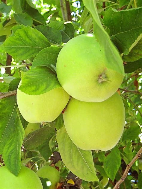 Granny Smith Apple Tree Leaves