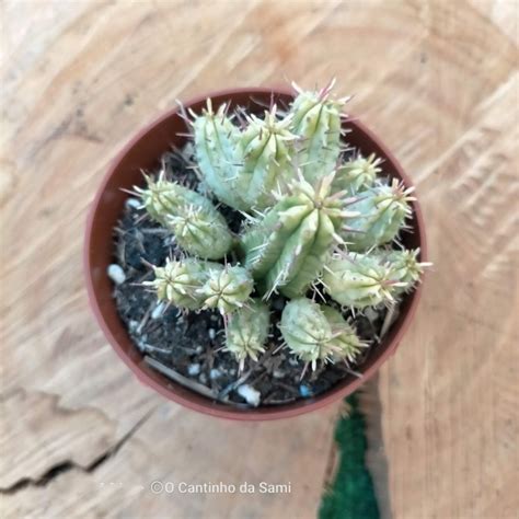 Euphorbia Aggregata Variegata