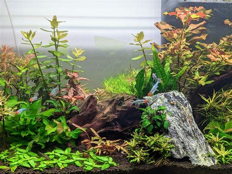 Naked Micro Rasbora Stunning Rasbora For Nano Tanks Flip Aquatics
