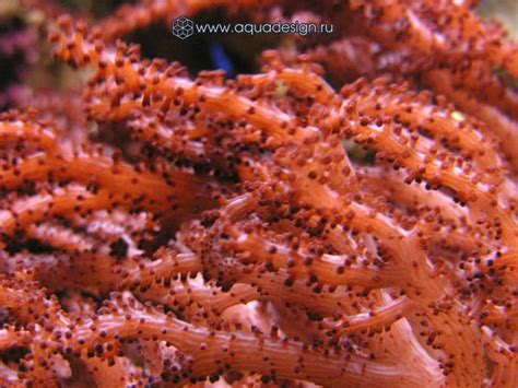 Морской аквариум на заказ в Москве: купить морской аквариум под ключ по ...