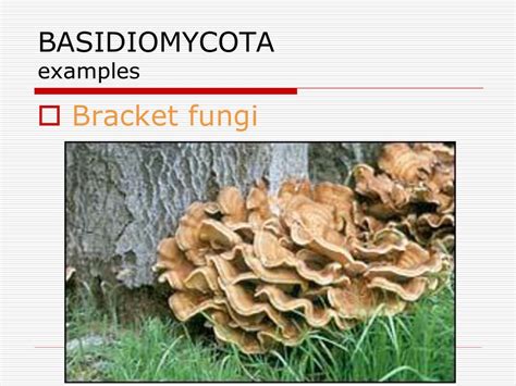 Fungi Ppt Download