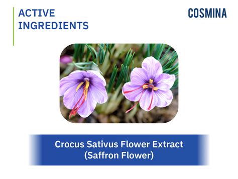 Crocus Sativus Flower Extract Saffron Flower Cosmina