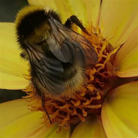 Happy Wee Bee Rnatureisfuckinglit