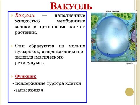 Органоиды клетки Лекция №5 презентация онлайн