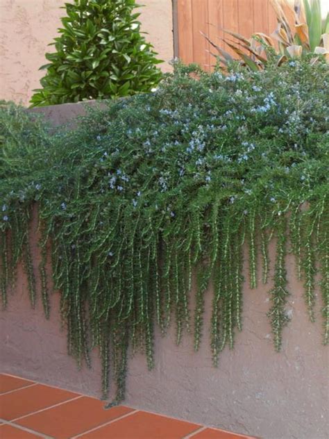 Rosemary Officinalis Prostrate Neth Plant