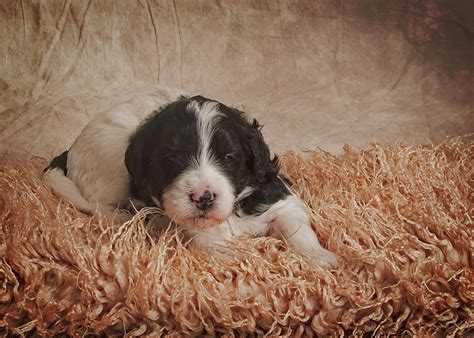 First Class Flowers Calgary First Class Flowers Calgary