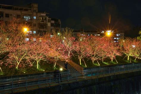 【賞花】百花齊放迎新年！台北花季2022引爆賞花潮 健行筆記