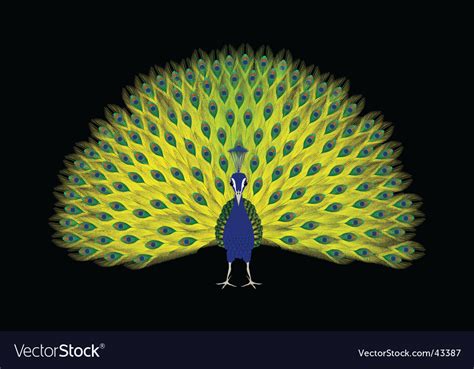 Peacock Royalty Free Vector Image Vectorstock
