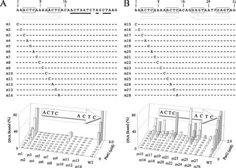 Scanning Mutagenesis Of The A Site Flanked Either By Randomized