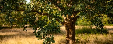 Nachhaltigkeit Niehoff Group