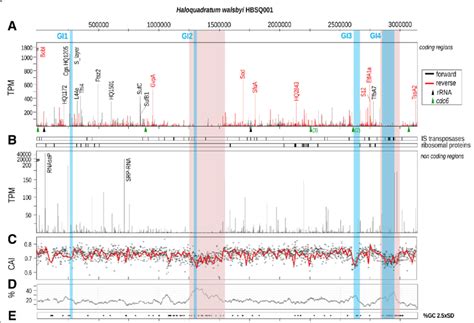 Levels Of Transcription Tpm Of The Coding A And Non Coding Regions