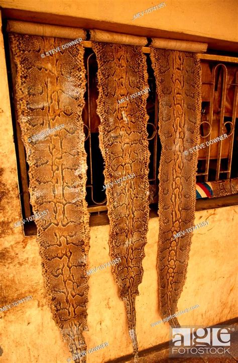 Snake EXPLOITATION Python Skins In Market Stock Photo Picture And