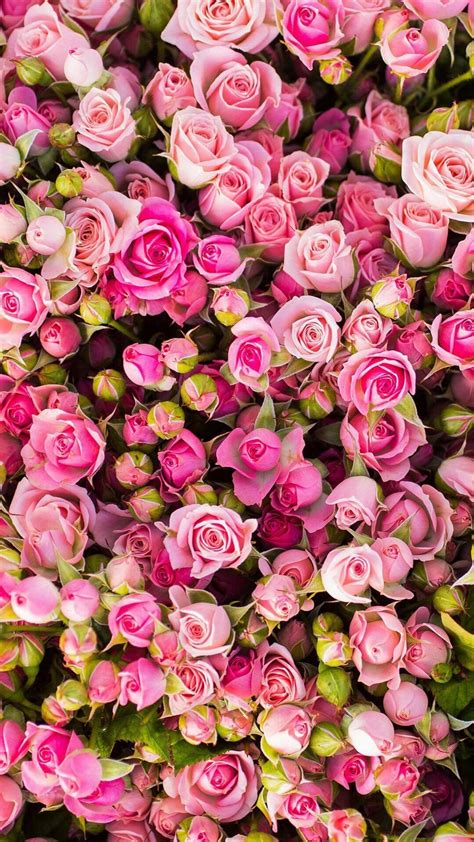 Pink Roses Flower Background Wallpaper Flower Phone Wallpaper Flower