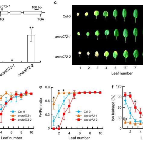 Anac072 Promotes Leaf Senescence Under Dark Induced Conditions A