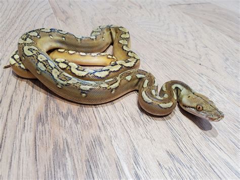 Sunfire Phantom Reticulated Python By Lowcountry Retic Morphmarket