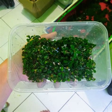Jual Bucepalandra Buce Sp Mini Tanaman Aquascape Porsi Box Kab Tasikmalaya