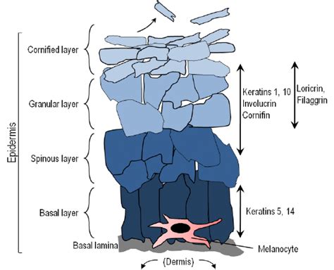 Keratinocyte Cell Diagram