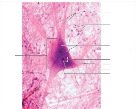 Micrograph Of Multipolar Neuron Diagram Quizlet