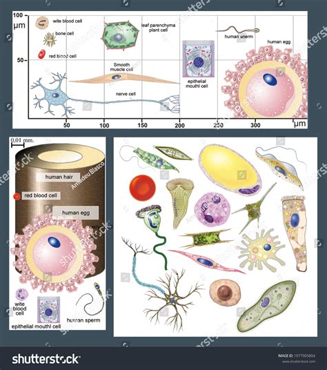 4 Microorganisms Size Comparison Aiheista Kuvaa Kuvia