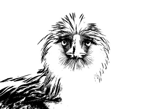 Download Philippine Eagles Philippines Eagle Royalty Free Vector