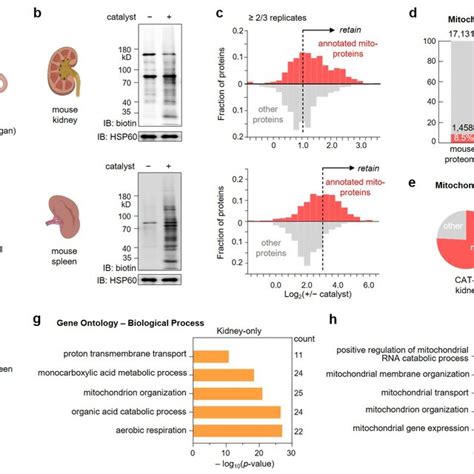 Mitochondrial Proteome Profiling For Primary Living Tissues A