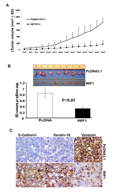 Ectopic Expression Of Wif1 In Pc3 Cells Inhibits Tumor Growth In A