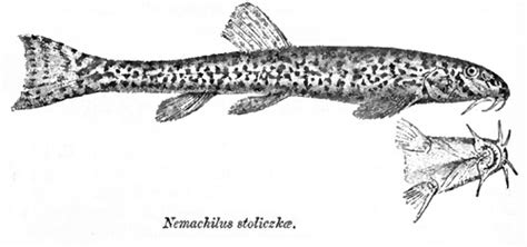 Triplophysa Wikipedia