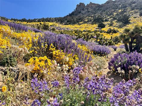 Days 54 57 Miles 6033 6525 Walker Pass The Trek