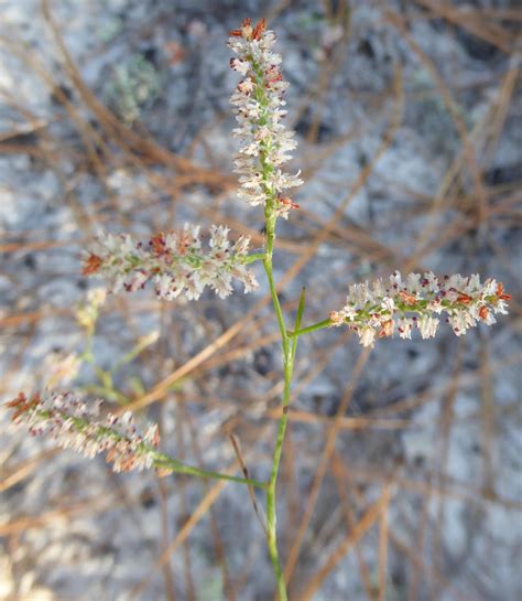 Polygonella Fimbriata Sandhill Jointweed Fsus