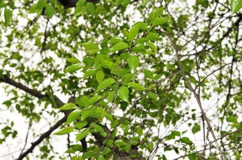 铜钱树paliurus Hemsleyanus 花卉图片网