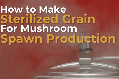 How To Make Sterilized Grain For Mushroom Spawn Production Spawn Magic