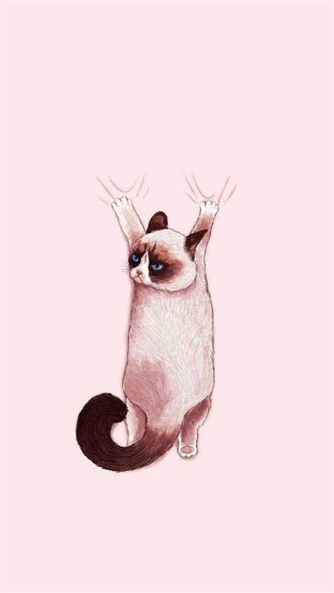 Cute Cat Aesthetics Wallpapers Top Những Hình Ảnh Đẹp