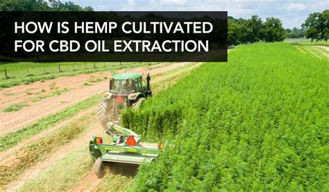 How Is Hemp Cultivated For Cbd Extraction Littlefields