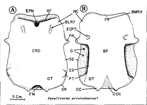 Figure 2 From Relationships Of The Megamouth Shark Megachasma Pelagios Lamniformes