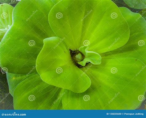 De Watersla Pistia Stratiotes Linnaeus Areceae Drijvende Dicht Omhoog