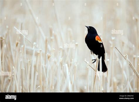 Red Winged Blackbird Agelaius Phoeniceus Male Montreal Canada