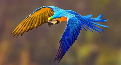 Arara Azul Características Canto Alimentação Reprodução E Hábitos
