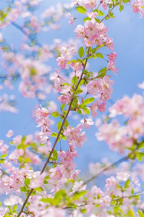 콜 드 벚꽃 봄 아름 다운 식물 배경 배경 화면 및 일러스트 무료 다운로드 Pngtree