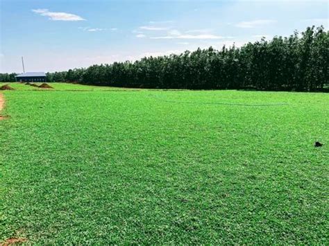 Rectangular Pearl Grass At Rs 45sq Ft In Cuddalore Id 2850539113730