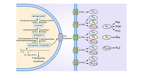 S1p Metabolism Receptors And Downstream Signals S1p Is Generated From