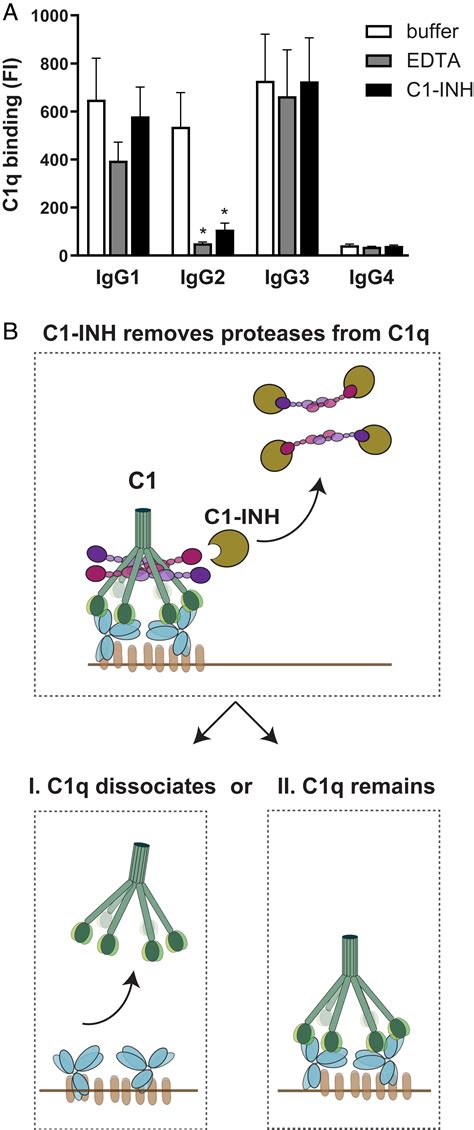 C1q Binding To Surface Bound IgG Is Stabilized By C1r2s2 Proteases PNAS