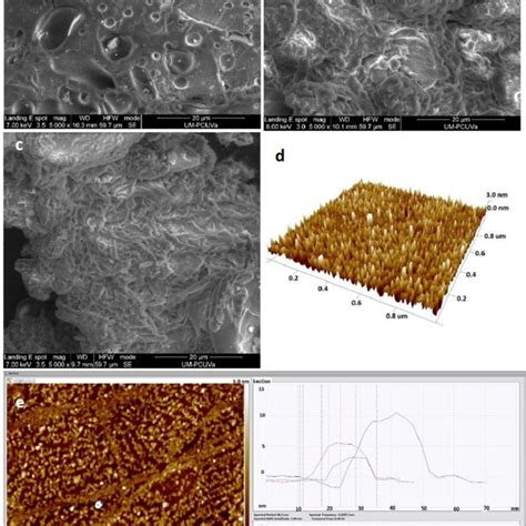Environmental Scanning Electron Microscopy Esem Micrographs Of Pim 1 Download Scientific