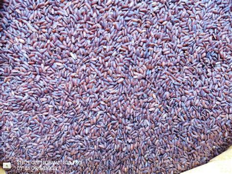 Organic Kattu Yanam Rice 25 Kg Rs 79 Kg E5 Commodities Id 22891700533